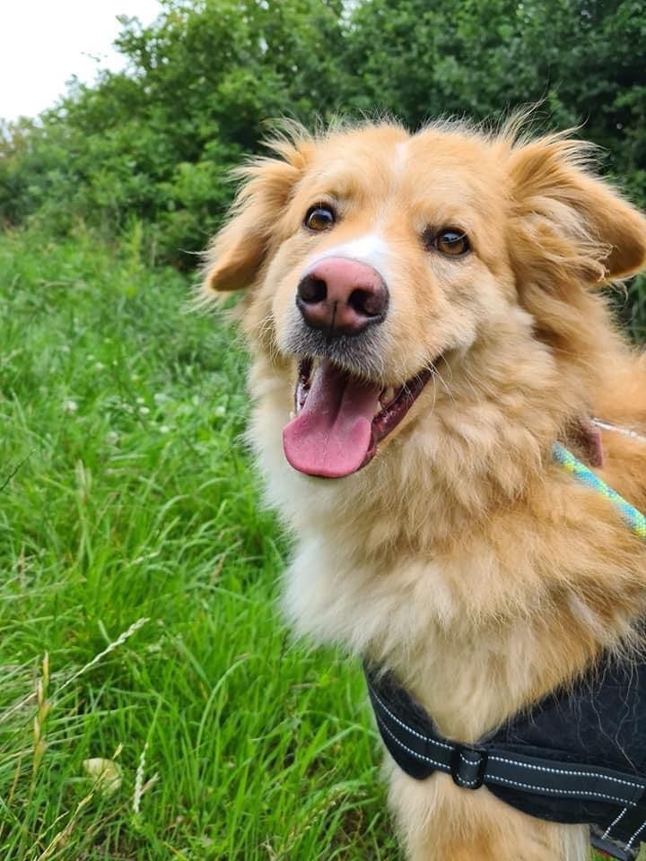 perrera dogs – homes for rescue dogs